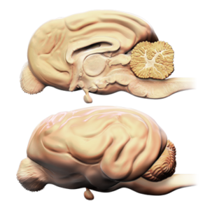 Canine Nervous System | Willamette Veterinary Hospital
