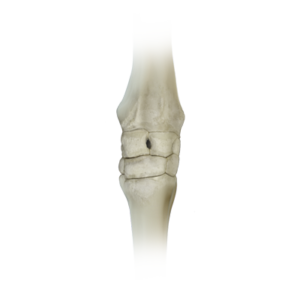 Equine Musculoskeletal | Willamette Veterinary Hospital