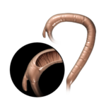 Feline Digestive System | Willamette Veterinary Hospital