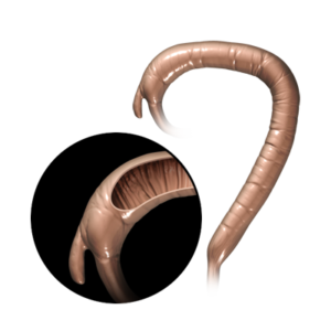 Feline Digestive System | Willamette Veterinary Hospital