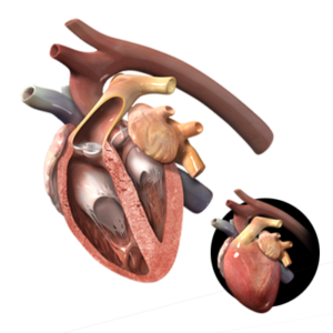 Canine Circulatory System | Willamette Veterinary Hospital