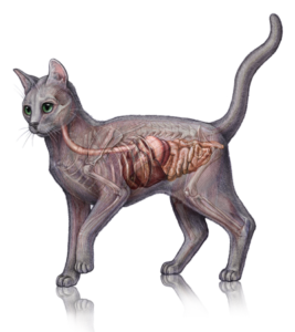 Feline Digestive System | Willamette Veterinary Hospital