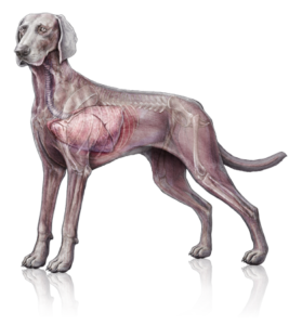 Canine Respiratory System | Willamette Veterinary Hospital